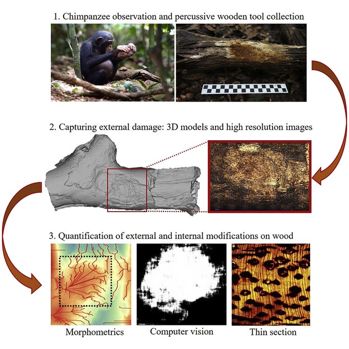 New methods to identify wooden tools with major implications for the ...