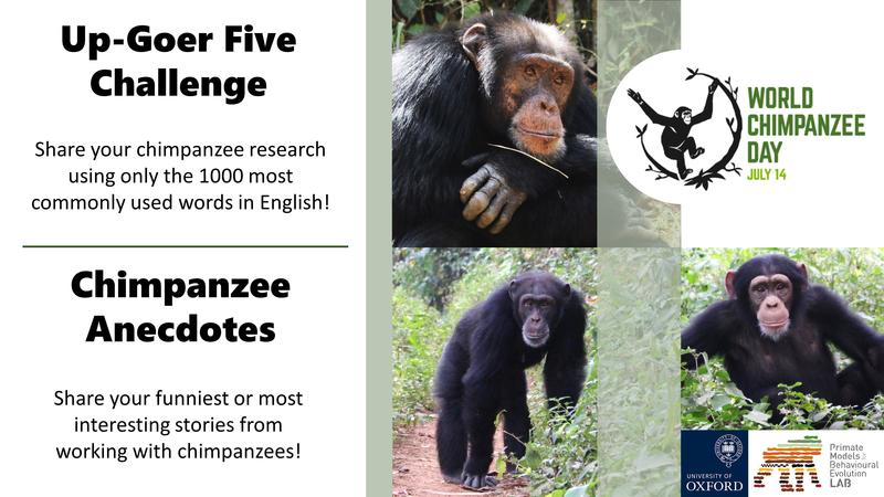 World Chimpanzee Day 2021 | Primate Models for Behavioural Evolution Lab
